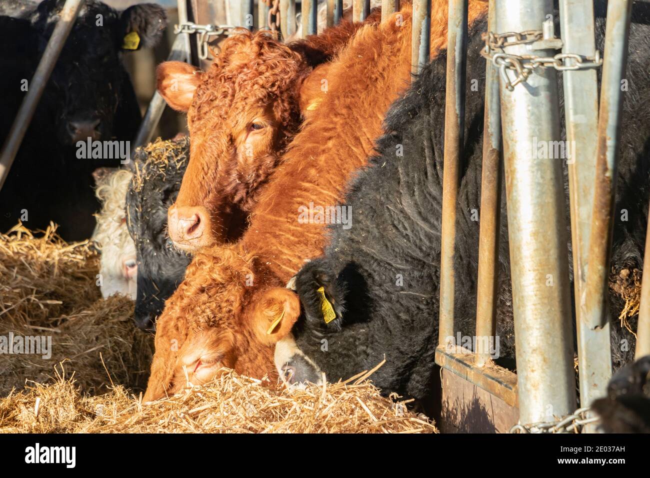 store cattle bullocks feeding on silage on farm in northumberland Stock ...