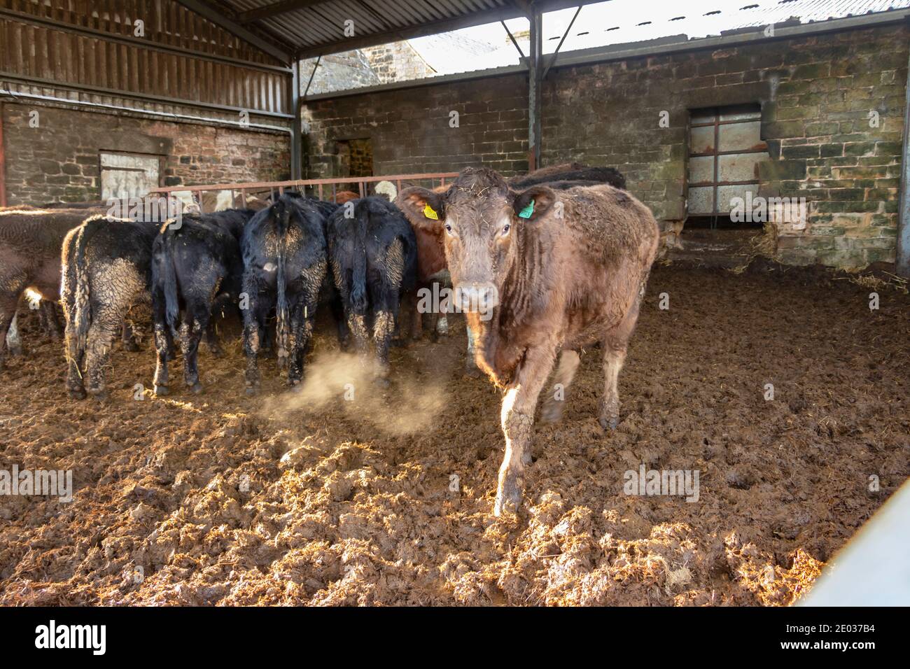 Cattle fattening hi-res stock photography and images - Alamy
