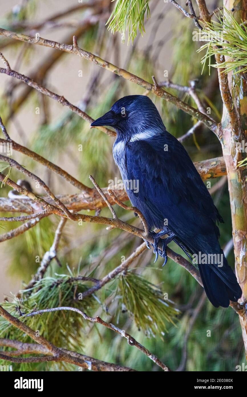 Common raven moss hi-res stock photography and images - Alamy