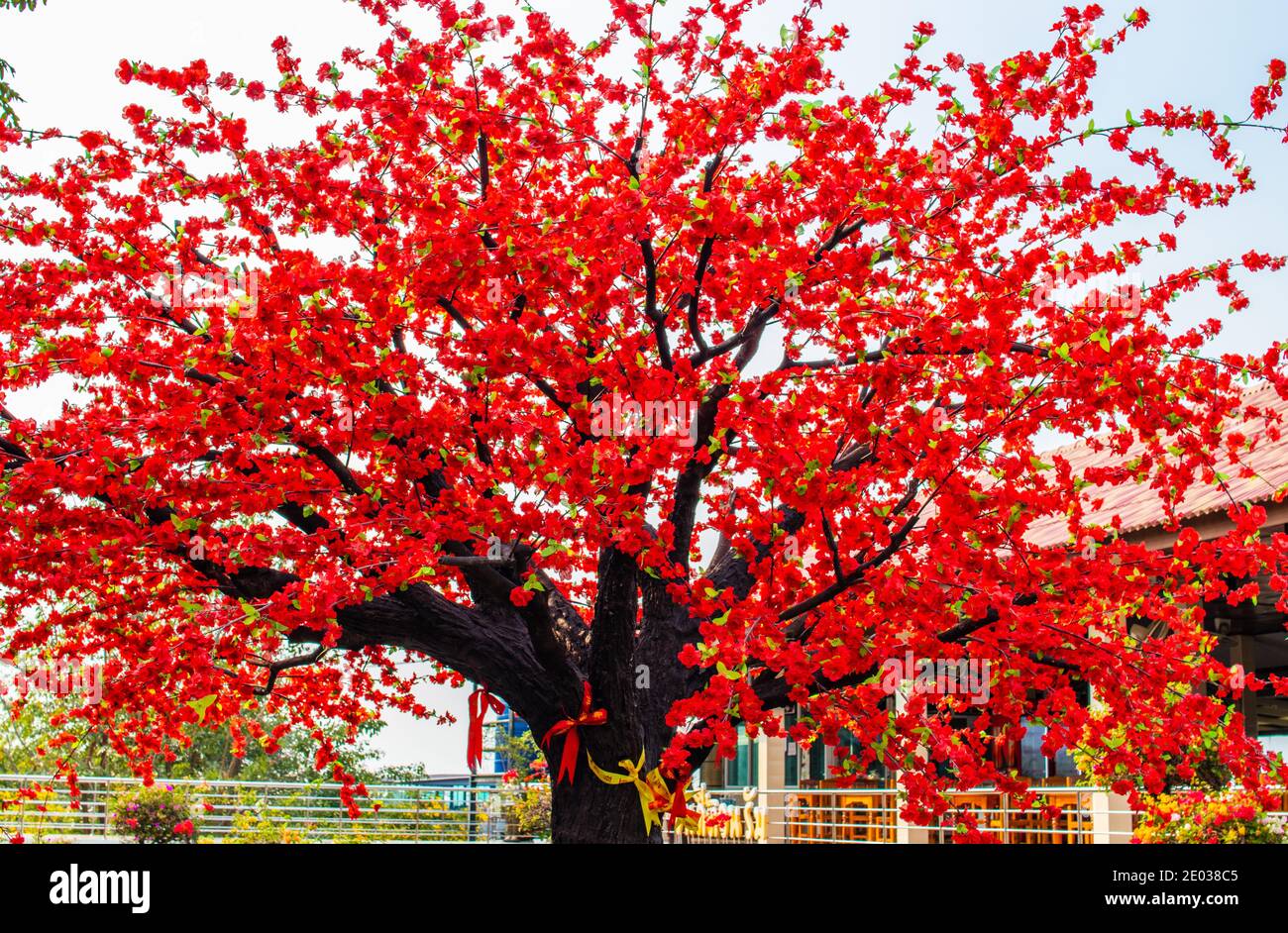 Tabaek Tree in Si Racha District Thailand Southeast Asia Stock Photo ...