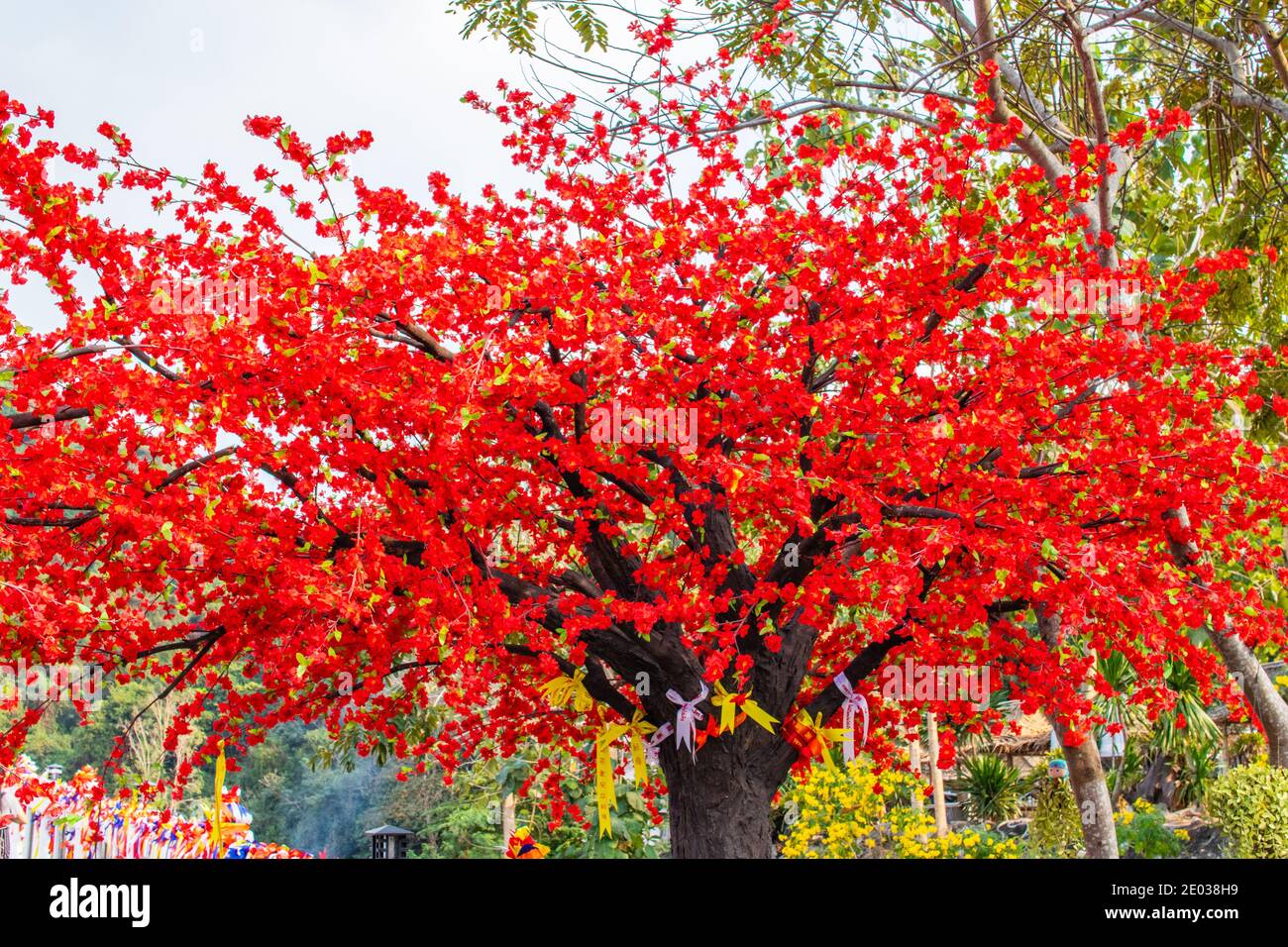 Tabaek Tree in Si Racha District Thailand Southeast Asia Stock Photo ...