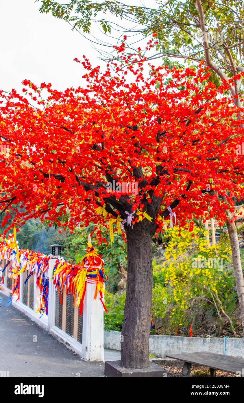 Tabaek Tree in Si Racha District Thailand Southeast Asia Stock Photo ...