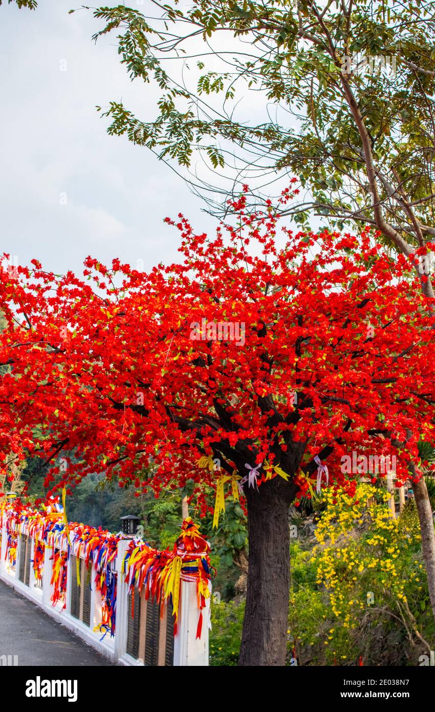 Tabaek Tree in Si Racha District Thailand Southeast Asia Stock Photo ...