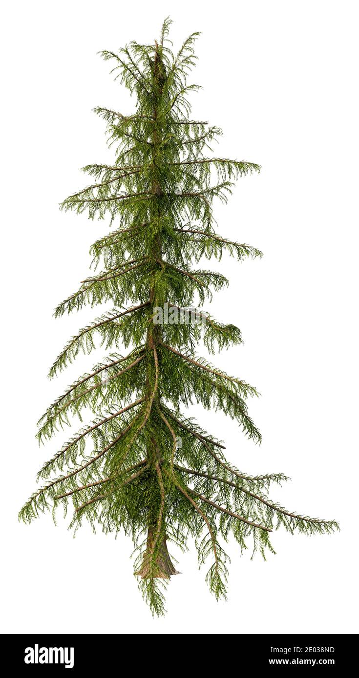 3D rendering of a green Alaska cedar tree isolated on white background ...