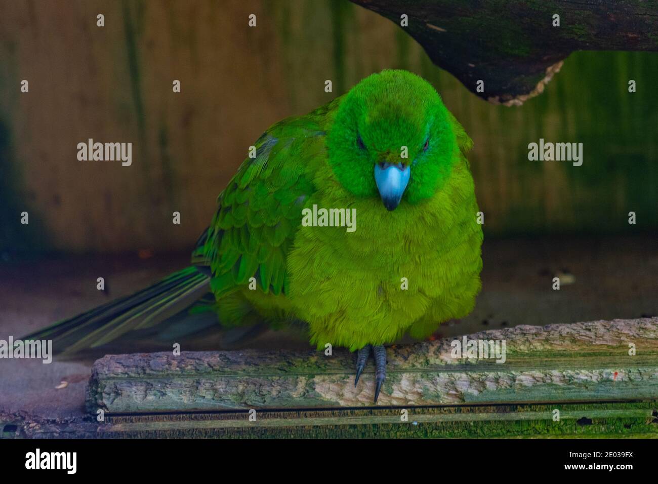 Antipodes Island Parakeet at Kiwi birdlife park in Queenstown, New ...