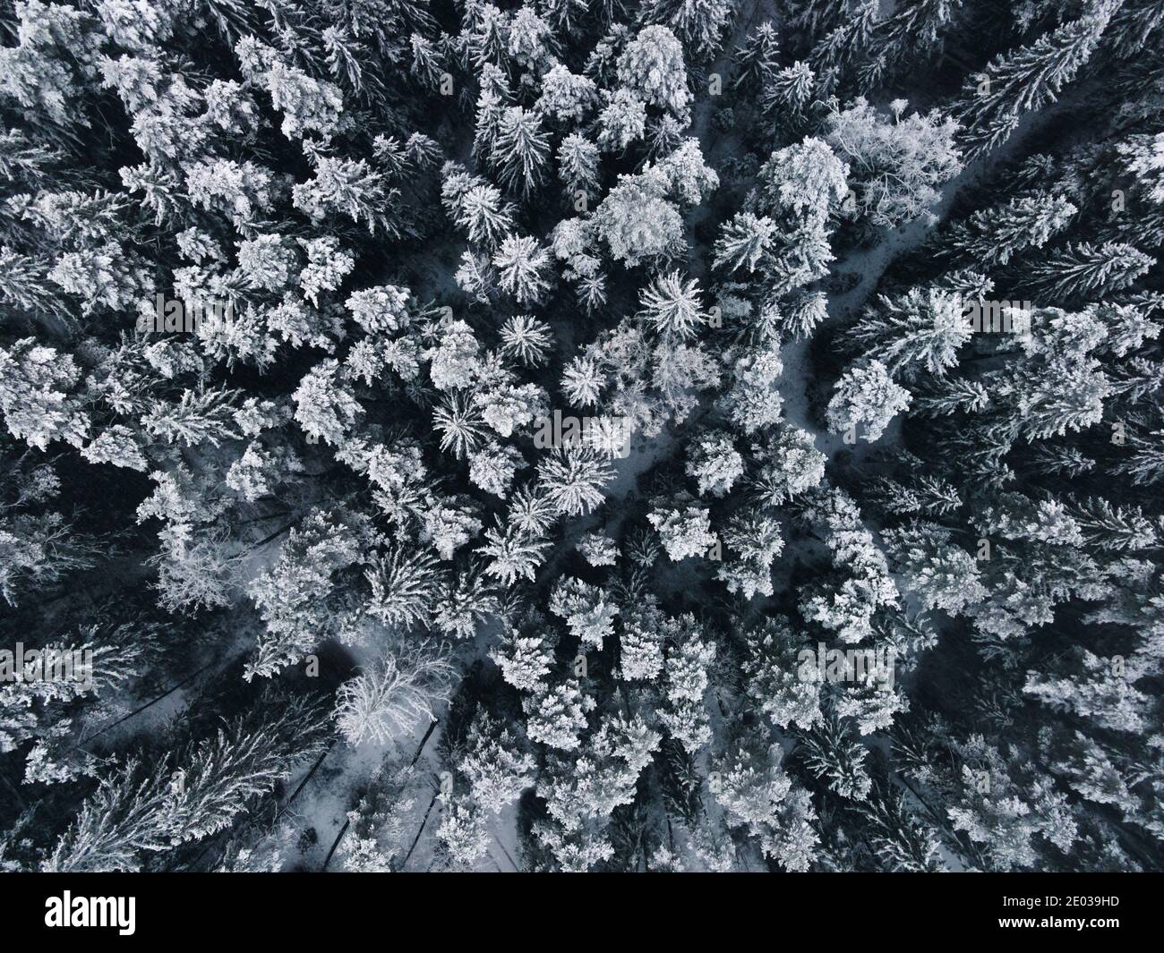 Winter wonderland forest aerial view. Snow covered Winter landscape ...