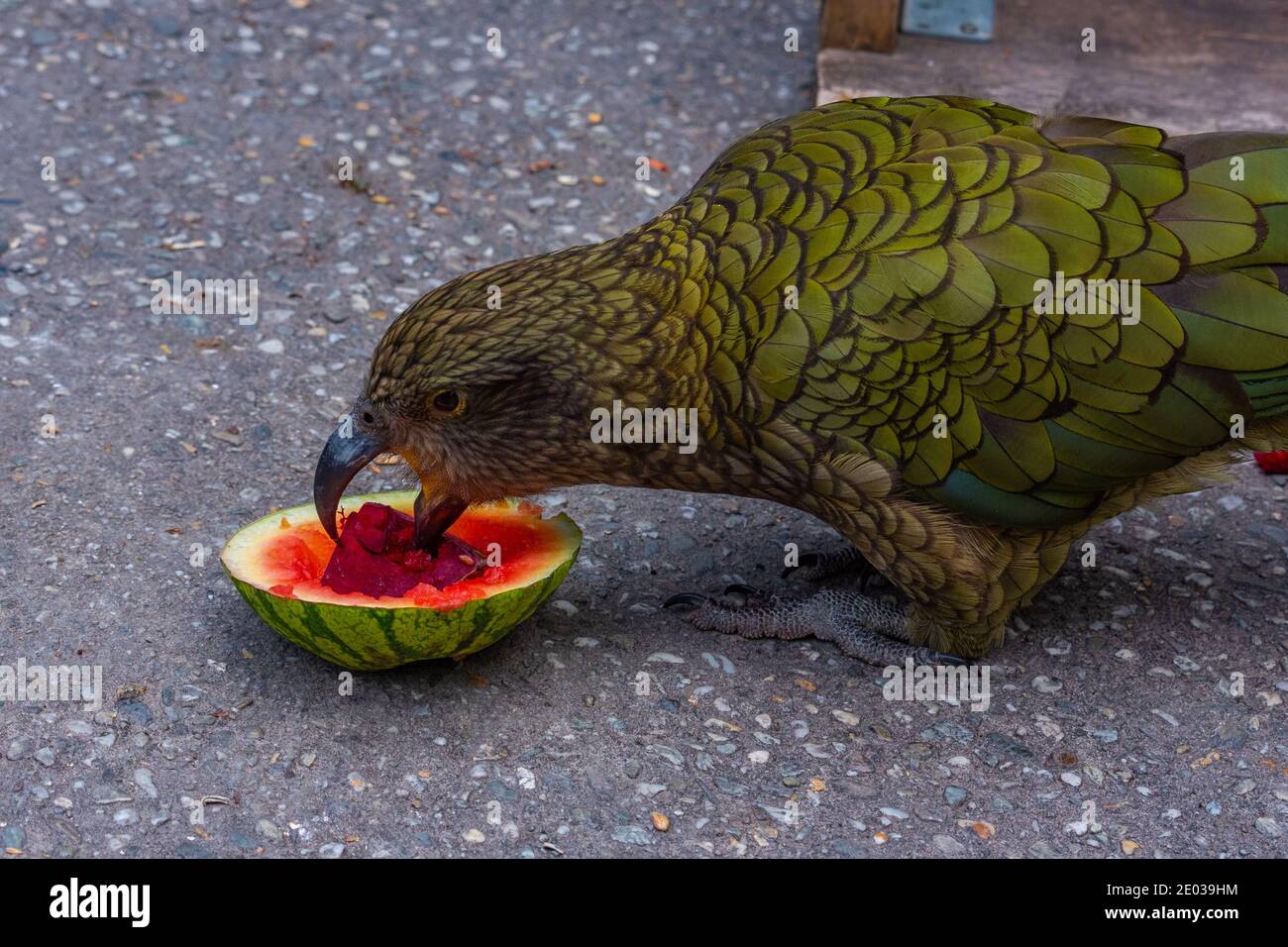 Kea parrot at Kiwi birdlife park in Queenstown, New Zealand Stock Photo ...