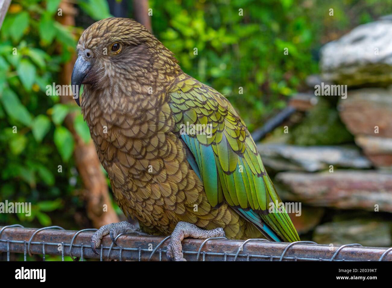 Kea parrot at Kiwi birdlife park in Queenstown, New Zealand Stock Photo ...