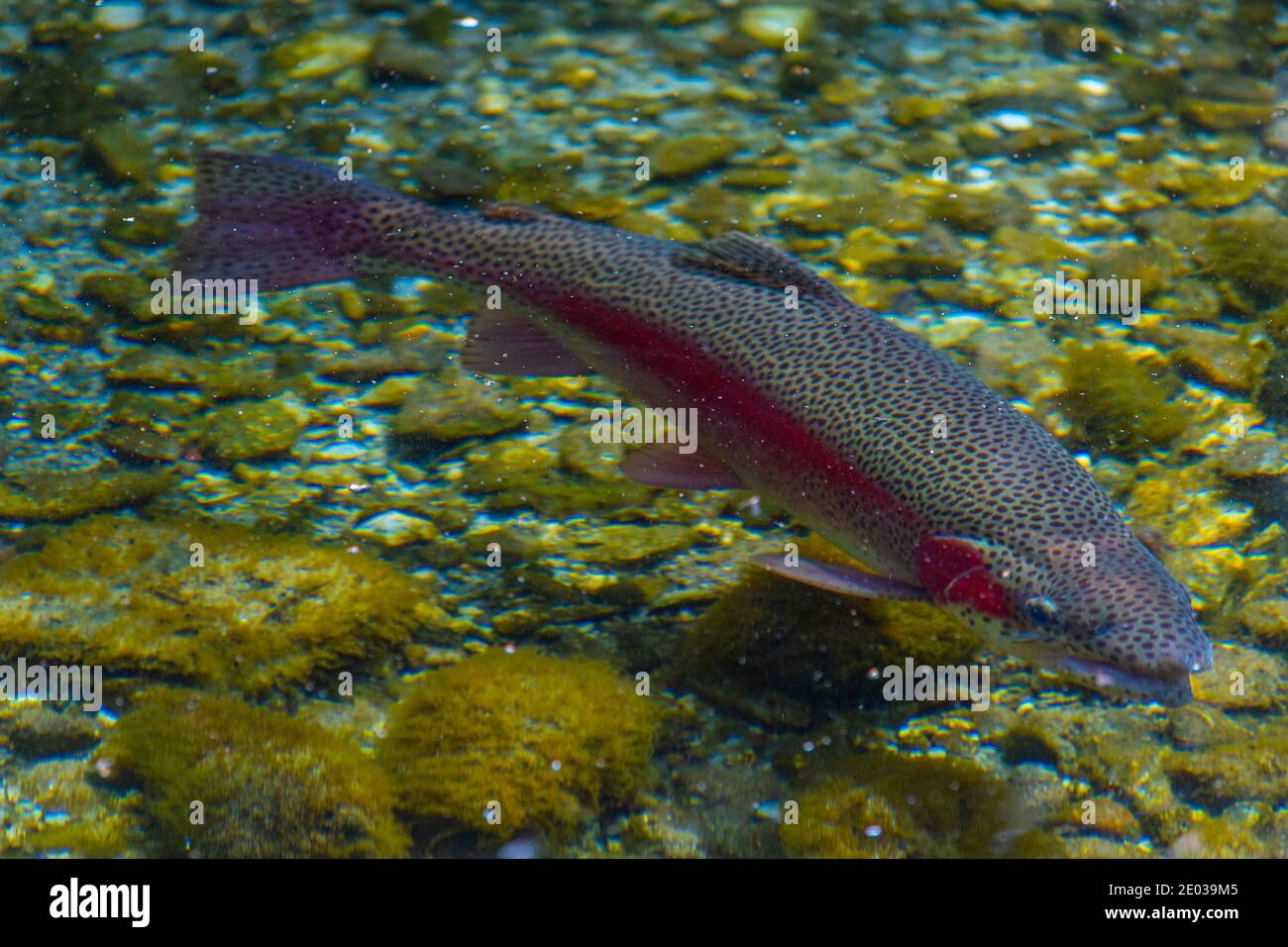 Rainbow trout viewed in New Zealand Stock Photo - Alamy