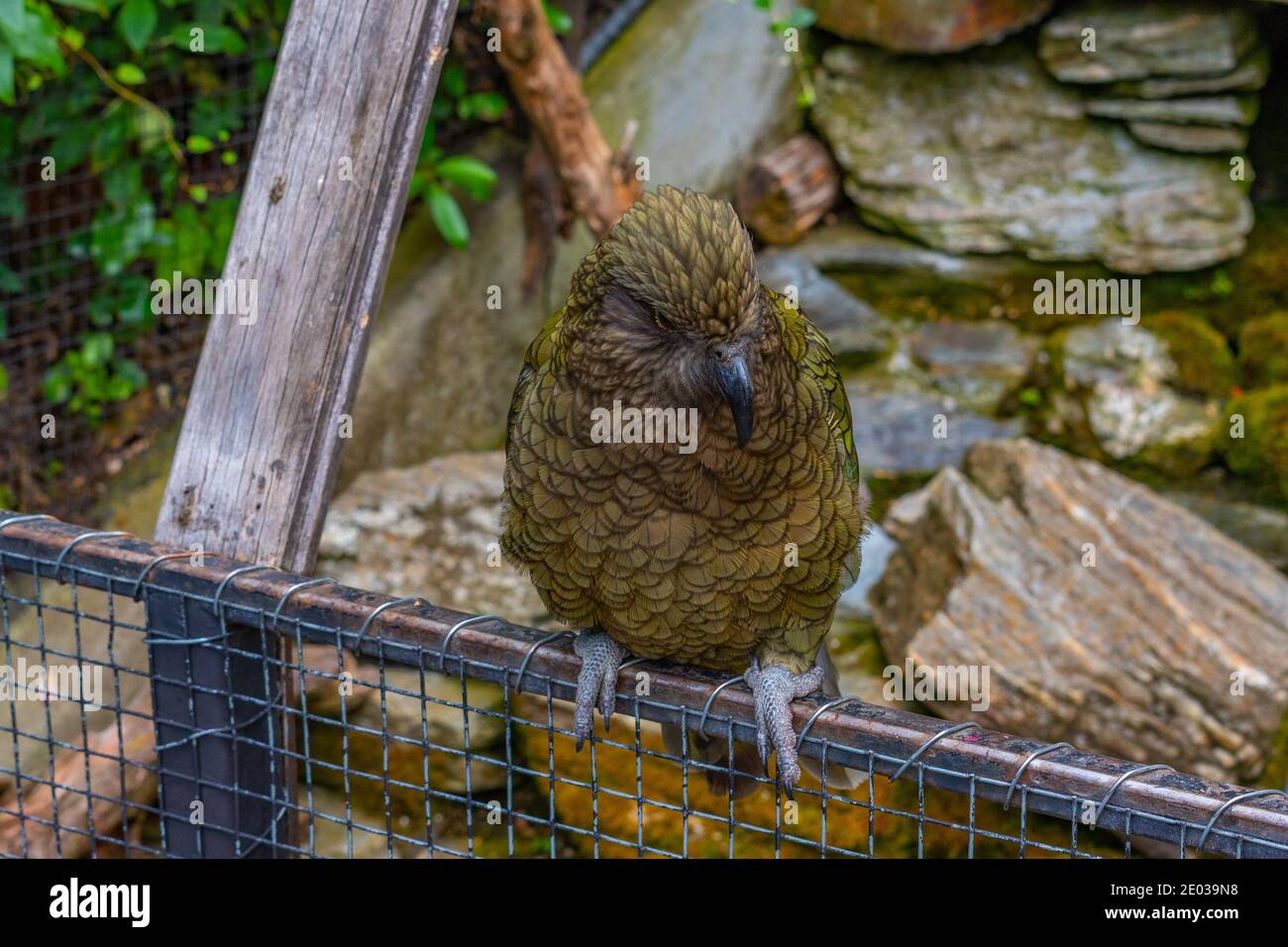Kea parrot at Kiwi birdlife park in Queenstown, New Zealand Stock Photo ...