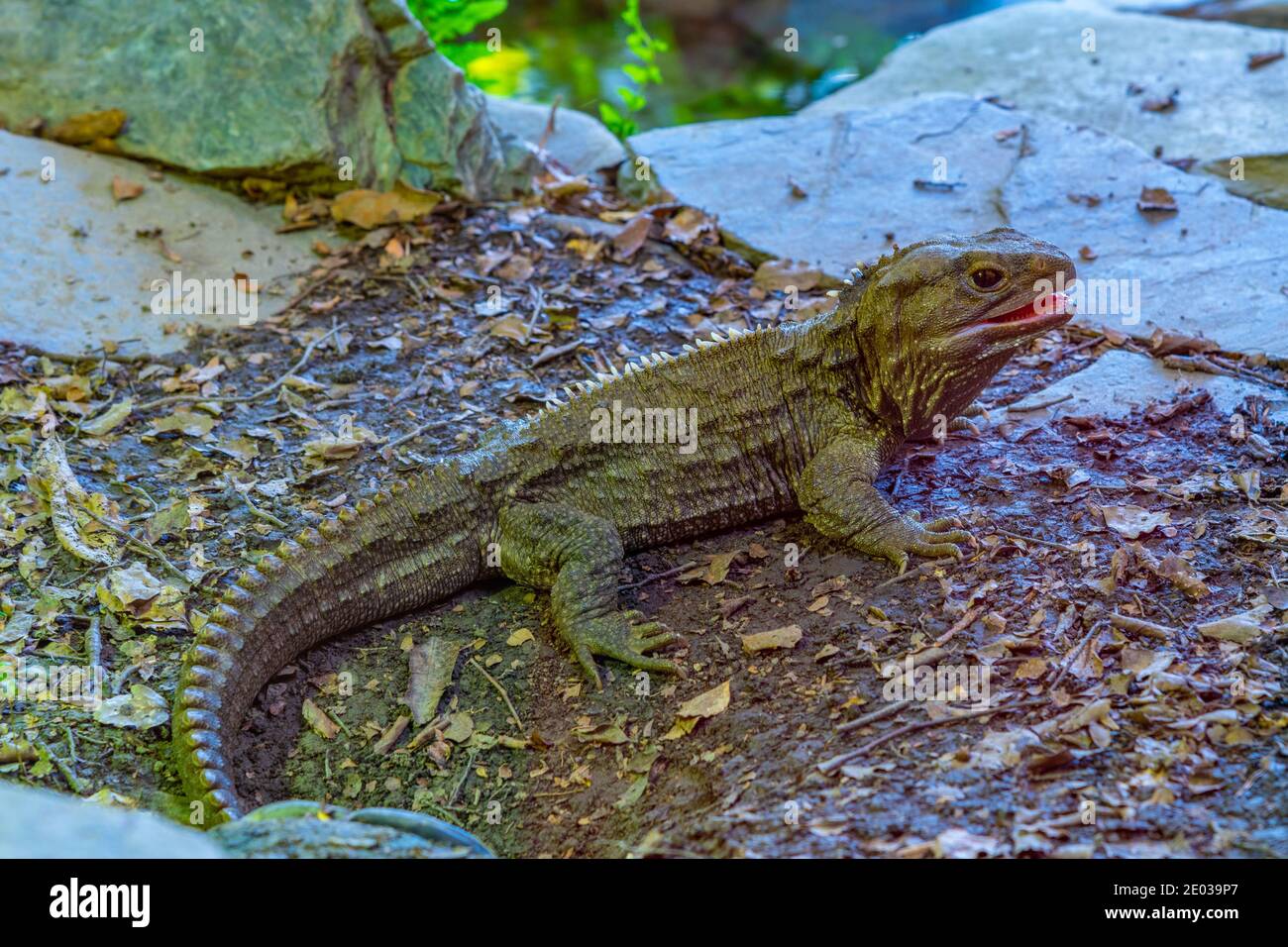 Tuatara food hi-res stock photography and images - Alamy