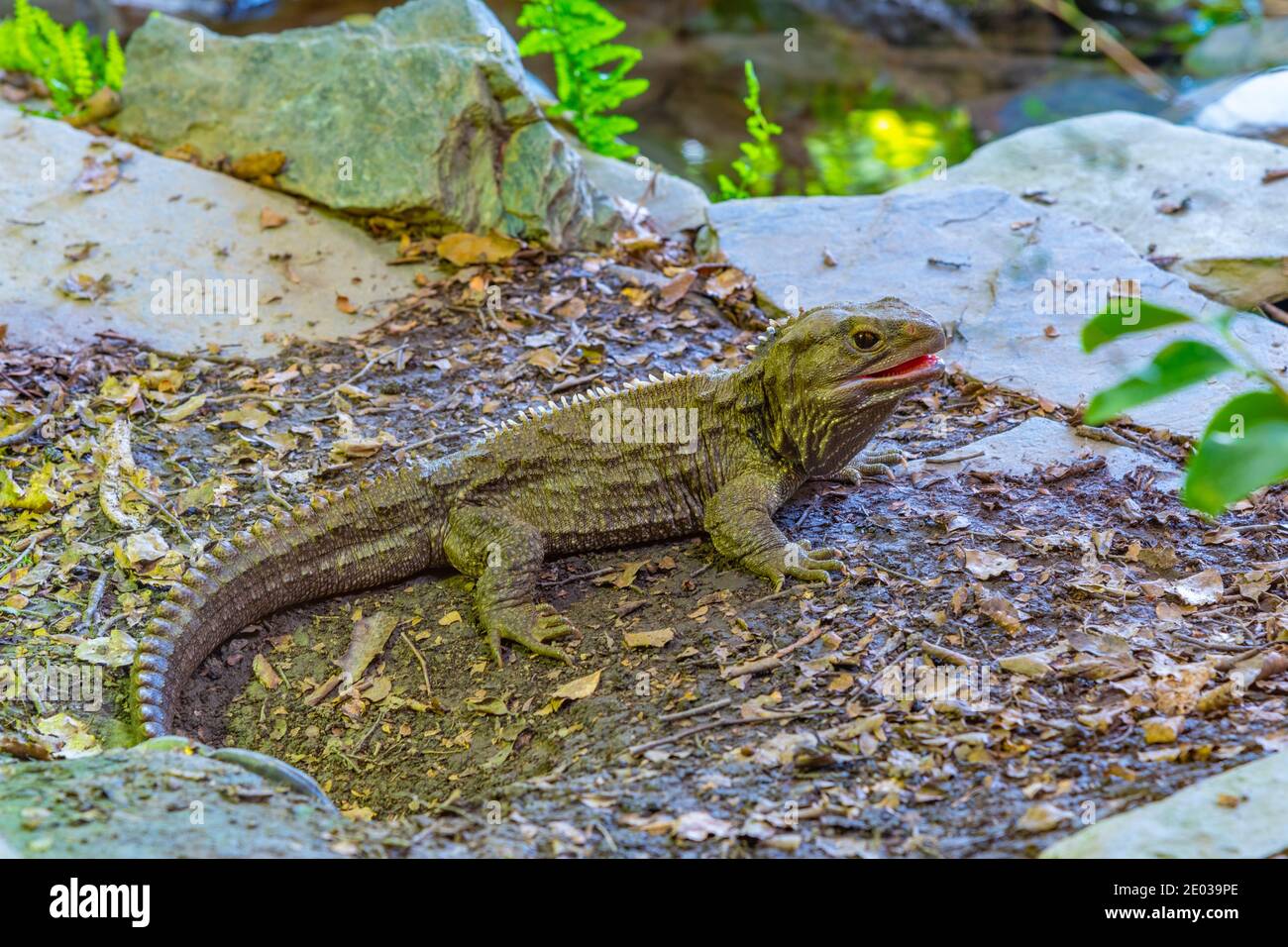Tuatara prehistoric native reptile hi-res stock photography and images ...