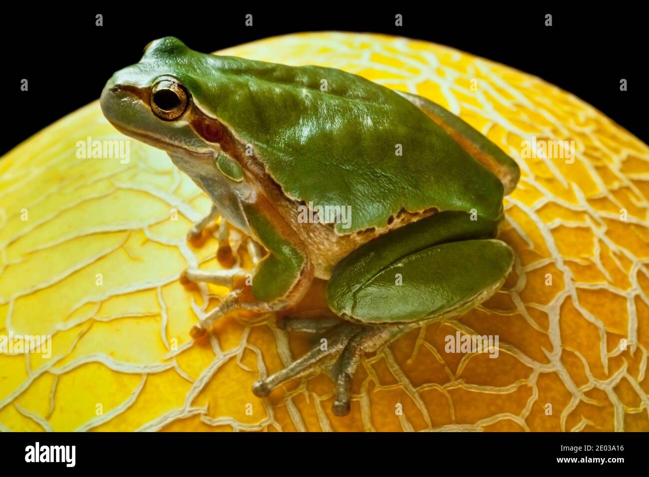 Green tree frog sitting on yellow melon skin Stock Photo - Alamy