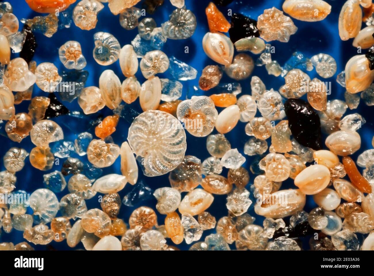 Foraminifera test hi-res stock photography and images - Alamy