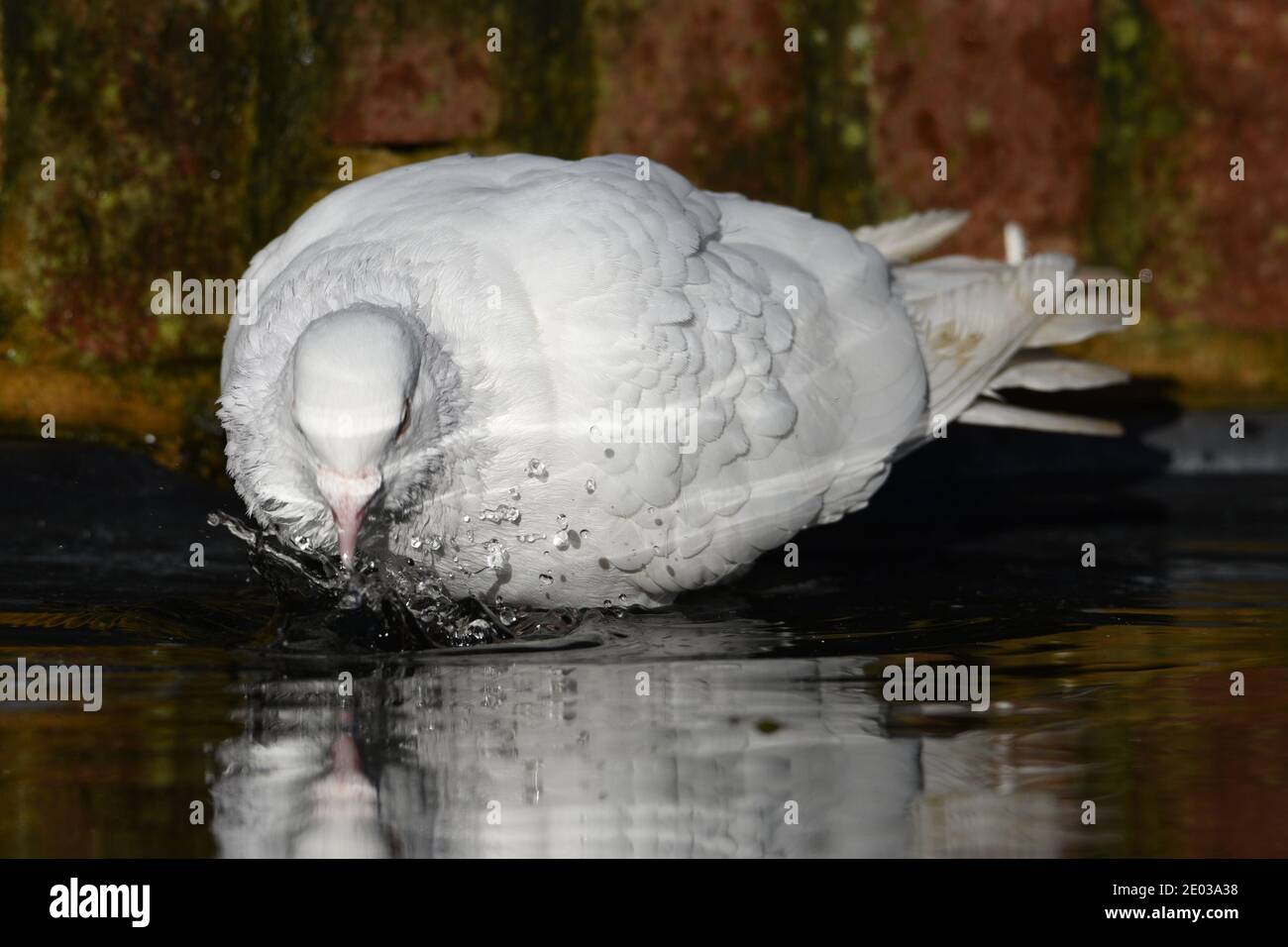 White dove and water hi-res stock photography and images - Alamy