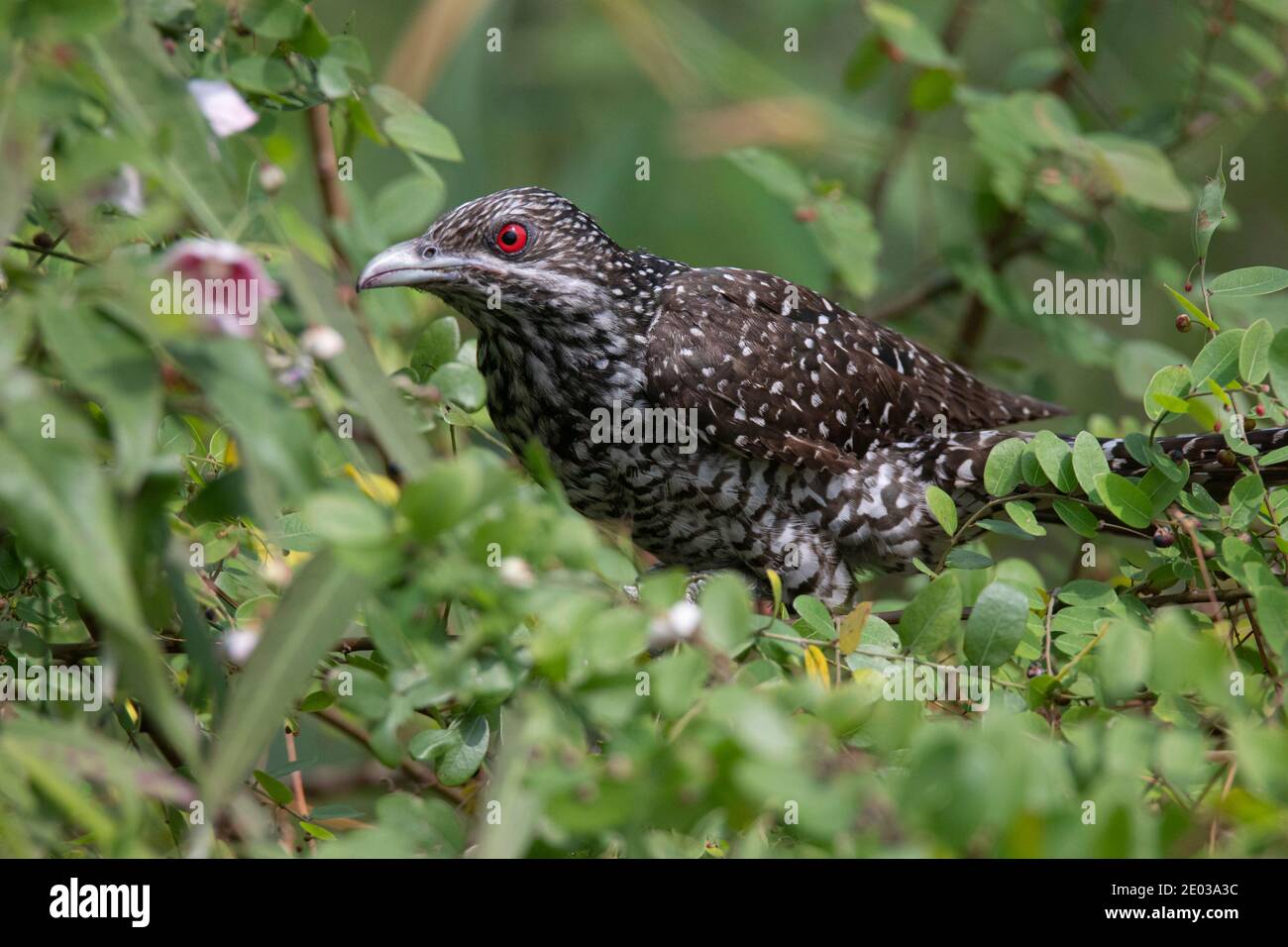 Cuckoo On A Tree High Resolution Stock Photography and Images - Alamy