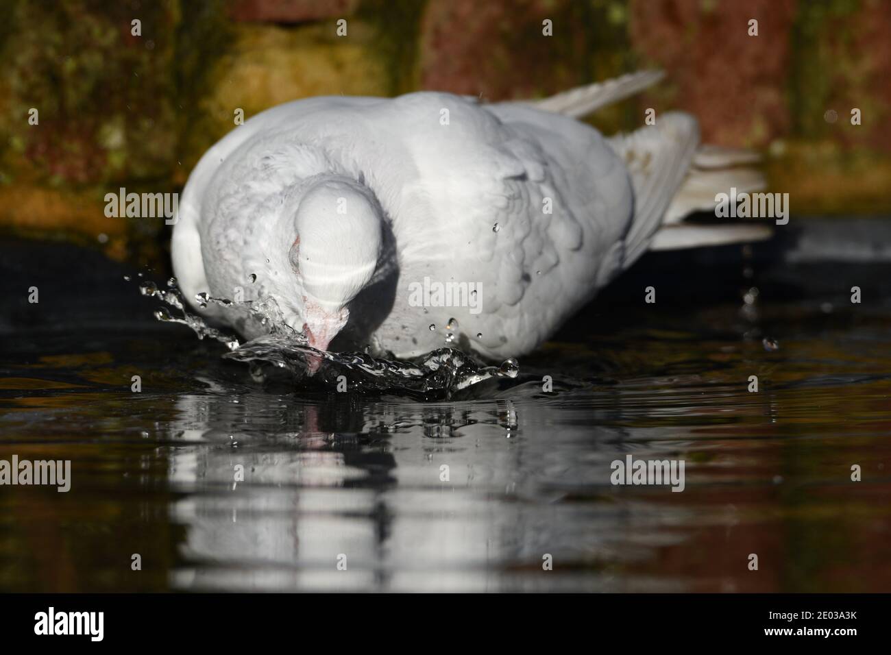 White dove and water hi-res stock photography and images - Alamy