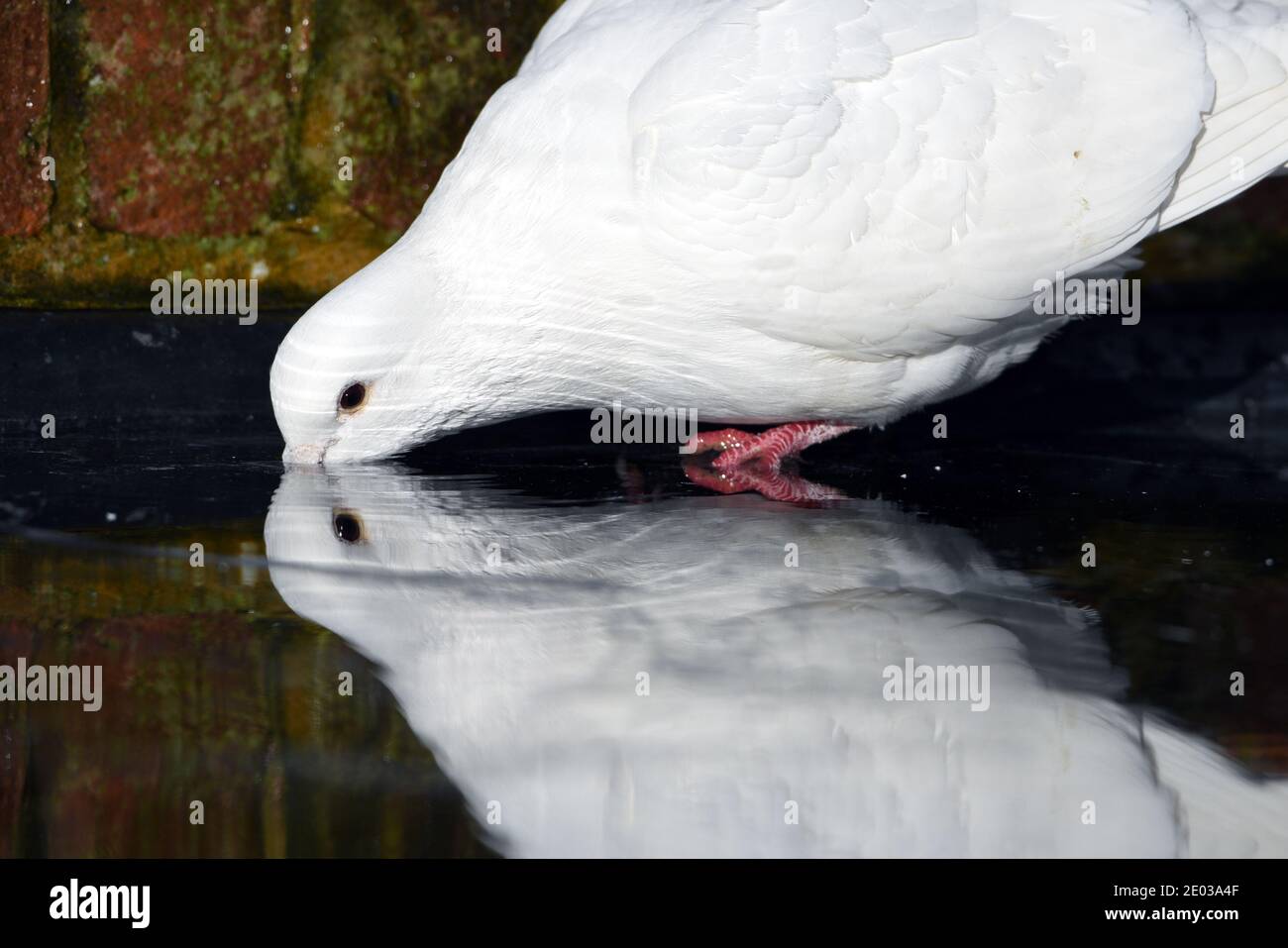 White dove and water hi-res stock photography and images - Alamy