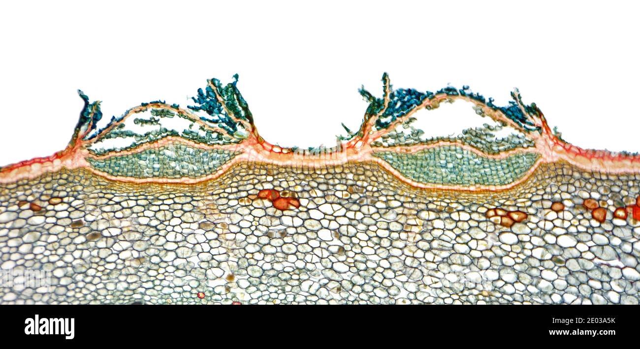 Plant stem, TS showing lenticels, brightfield photomicrograph Stock ...