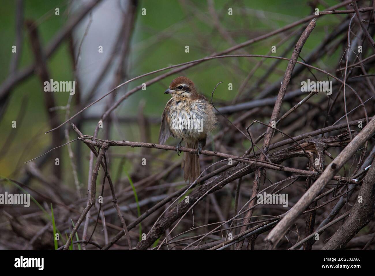 Shrill call hi-res stock photography and images - Alamy