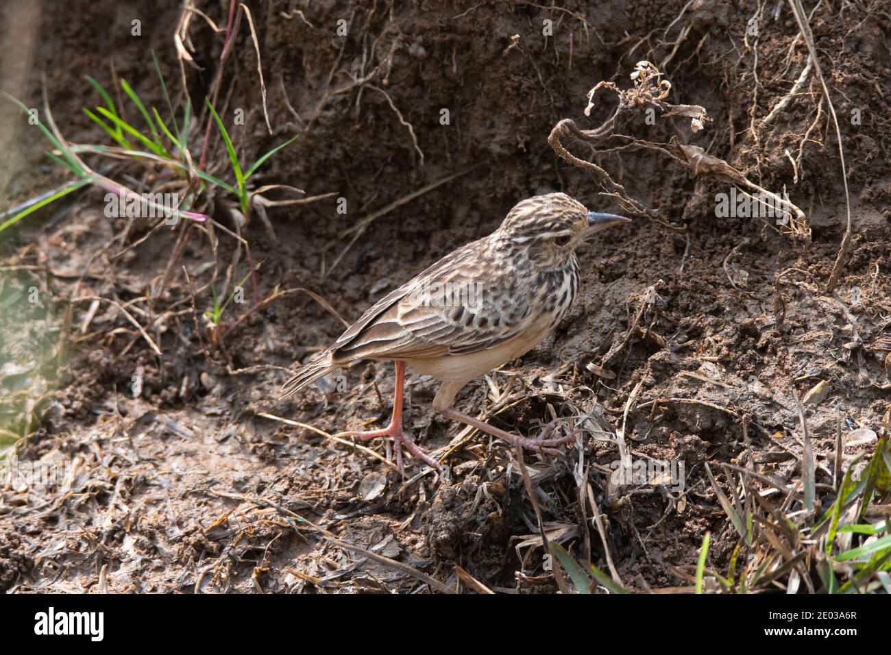 Indian bushlark or Red-winged Bushlark on the ground Stock Photo - Alamy