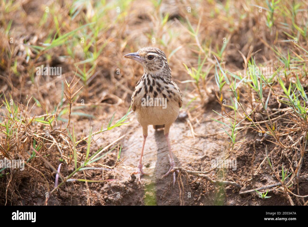 Indian bushlark or Red-winged Bushlark on the ground Stock Photo - Alamy