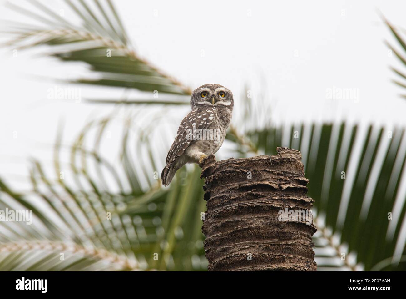 Spotted owlet sitting on a dead coconut tree stump Stock Photo - Alamy