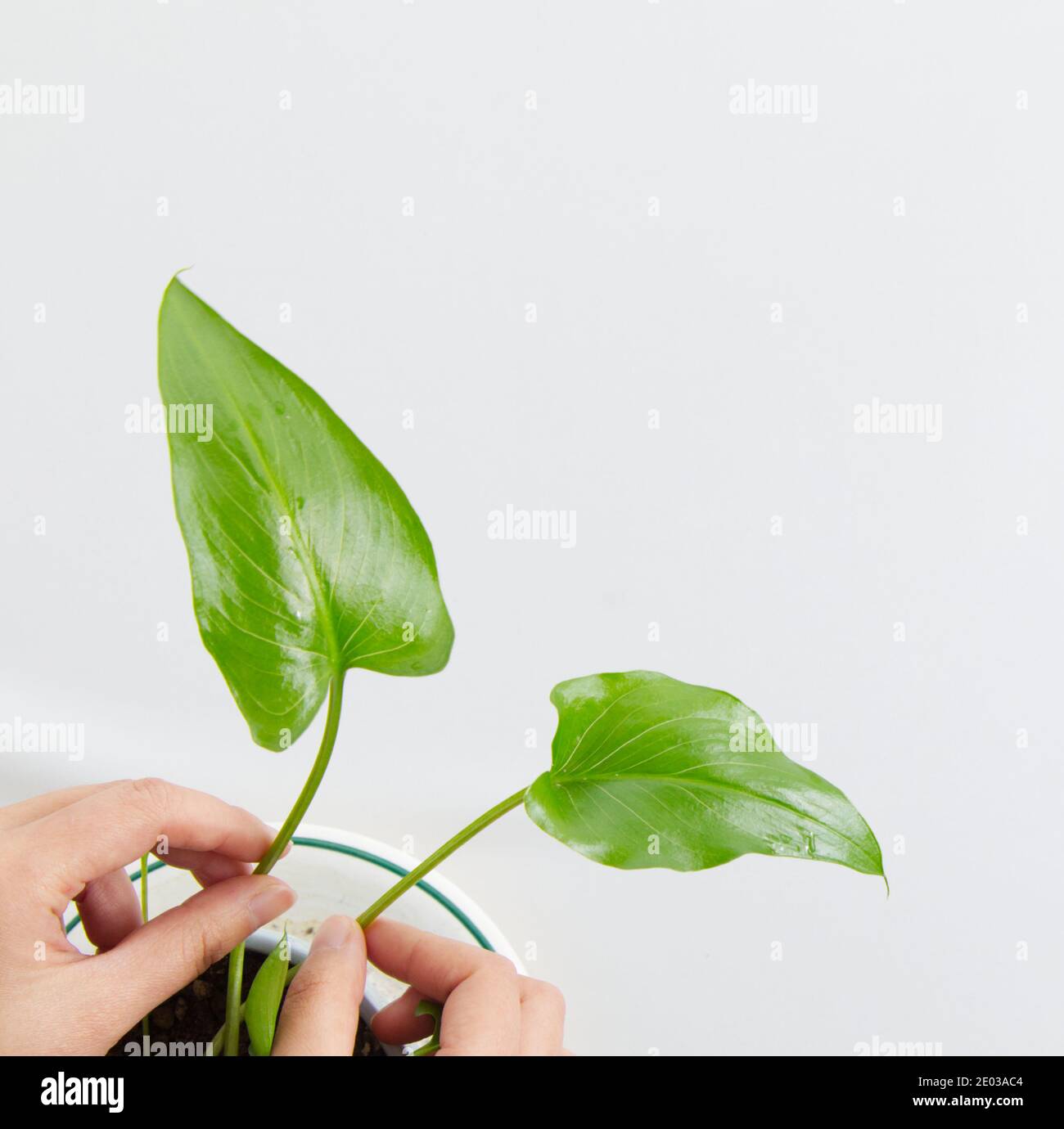 Potted seedling in lab hi-res stock photography and images - Alamy