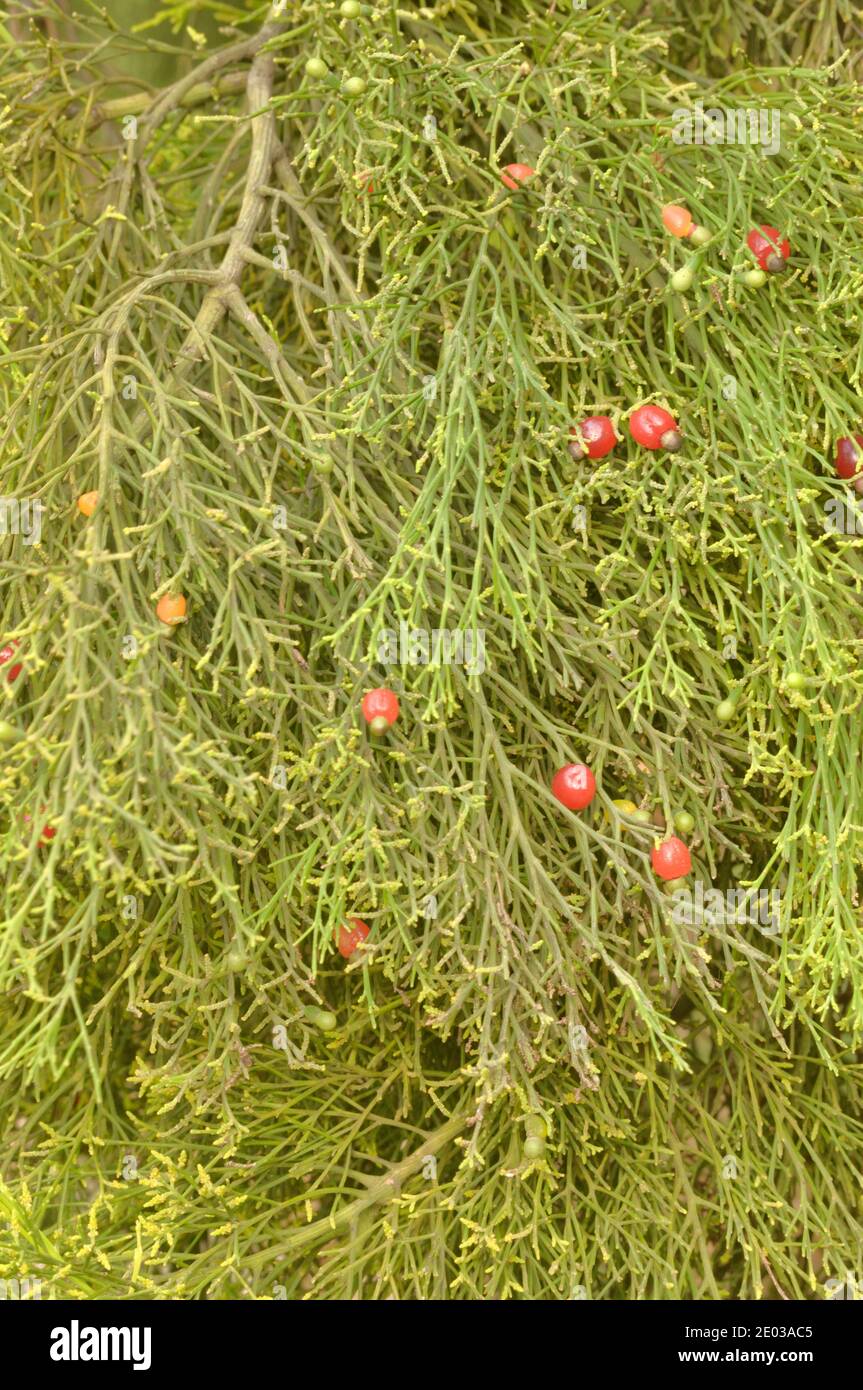 Exocarpos cupressiformis hi-res stock photography and images - Alamy