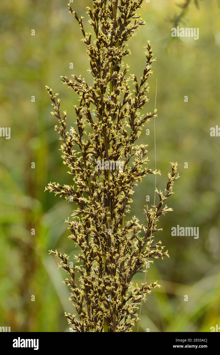 Cutting Grass Ghania grandis Cyperaceae Photographed in Tasmania ...