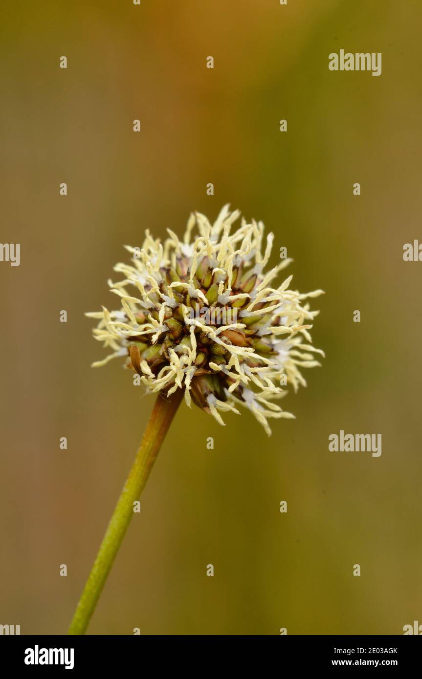 Button grass hi-res stock photography and images - Alamy