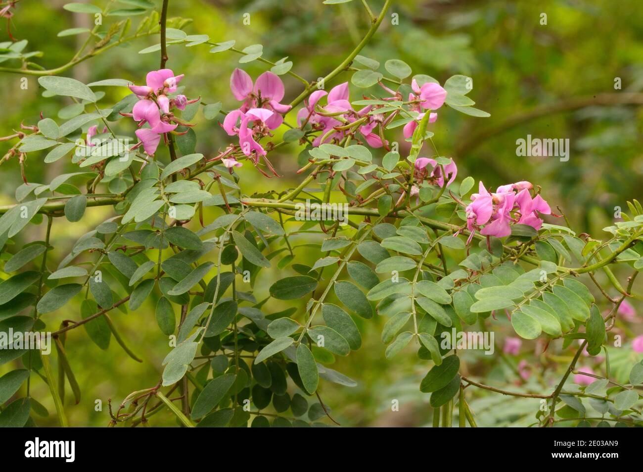 Native Indigo Indigofera australis subsp. australis Fabaceae ...