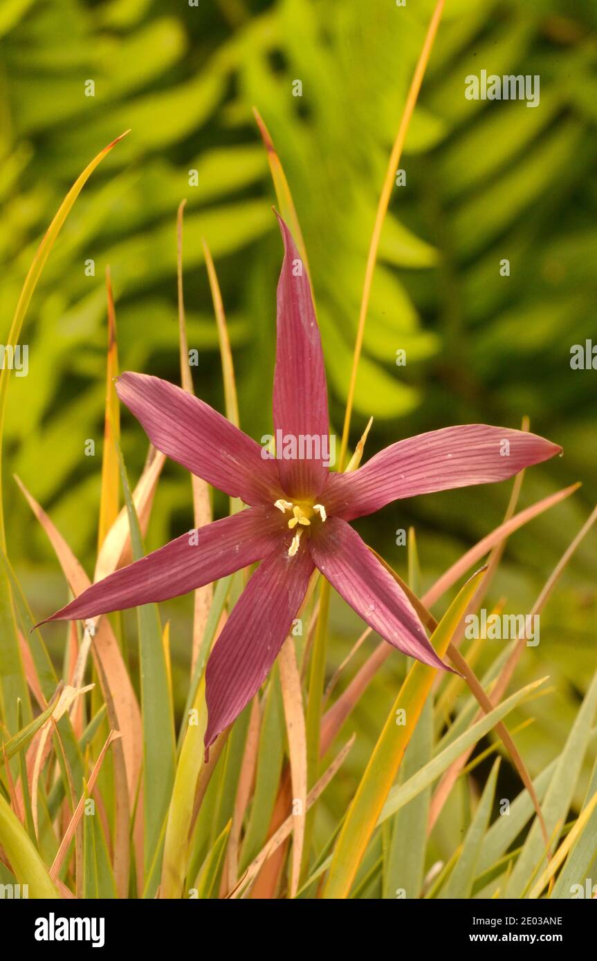 Hewardia (Tasmanian Purple Star) Isophysis tasmanica Iridaceae Endemic ...