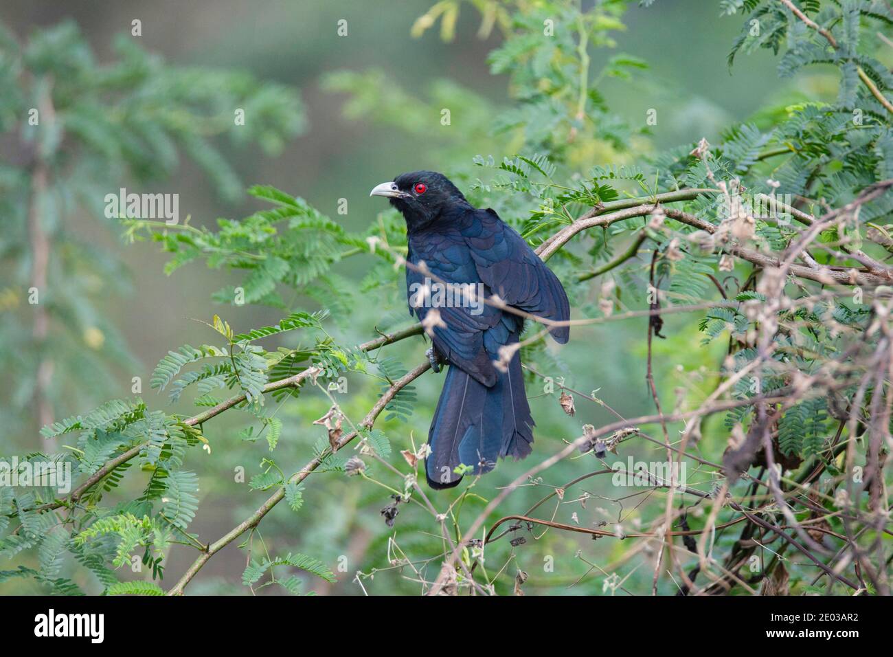Koel bird hi-res stock photography and images - Alamy