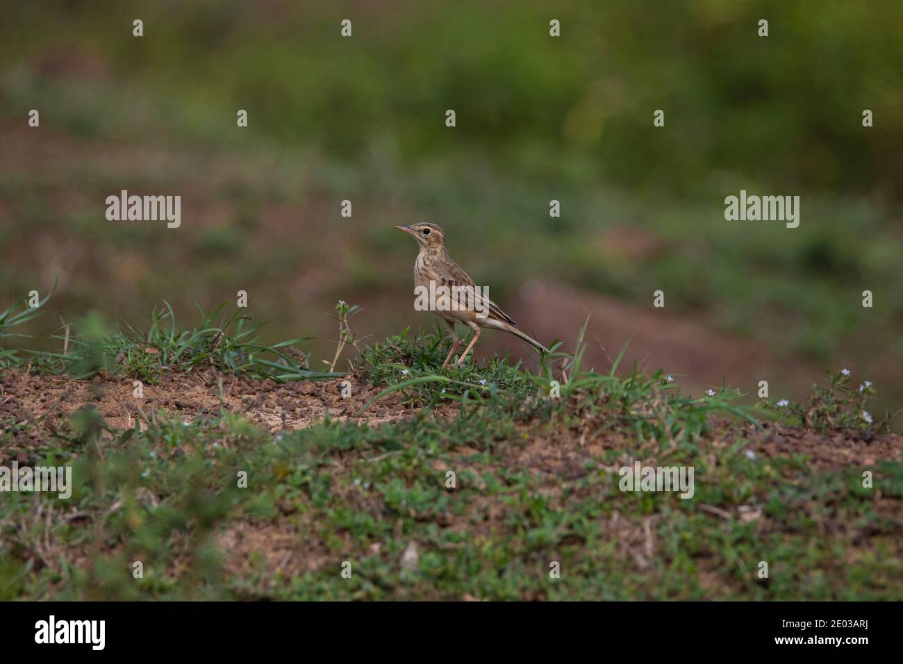 Indian pipit hi-res stock photography and images - Alamy