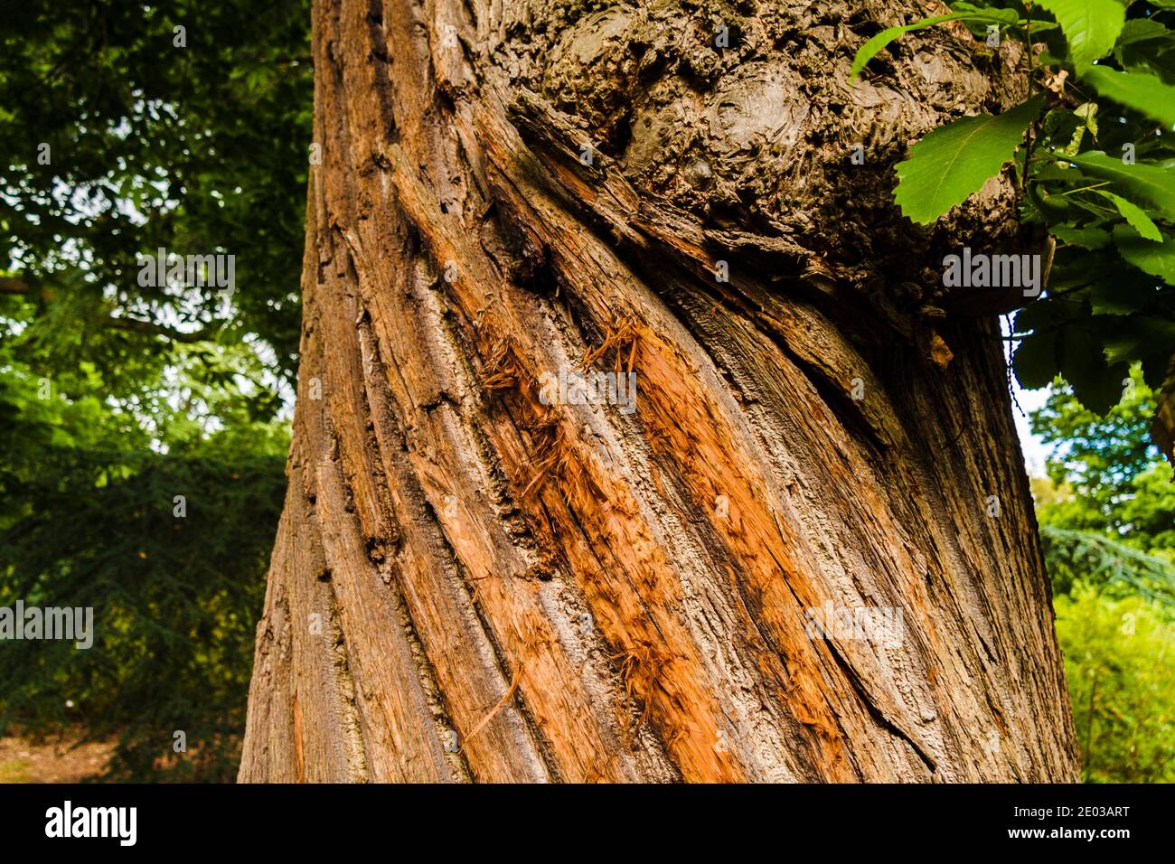 Old twisted tree bark gardens hi-res stock photography and images - Alamy