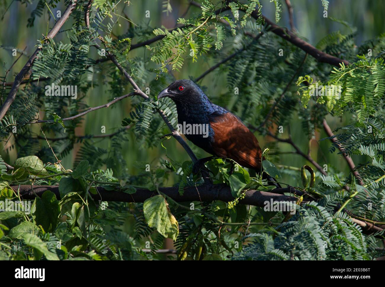 Greater coucal hi-res stock photography and images - Alamy