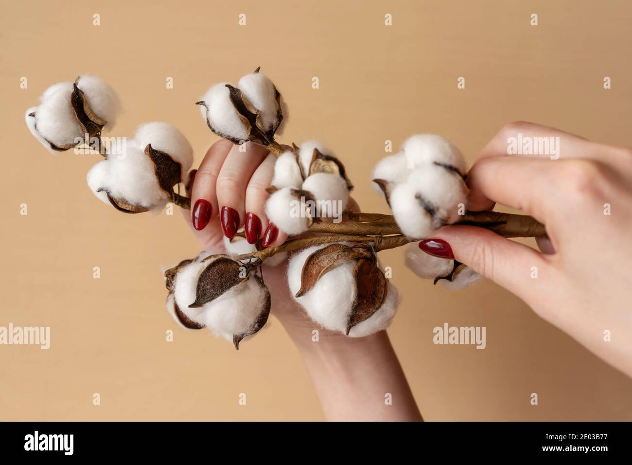 Stylish trendy female red manicure. Plant cotton in beautiful young ...