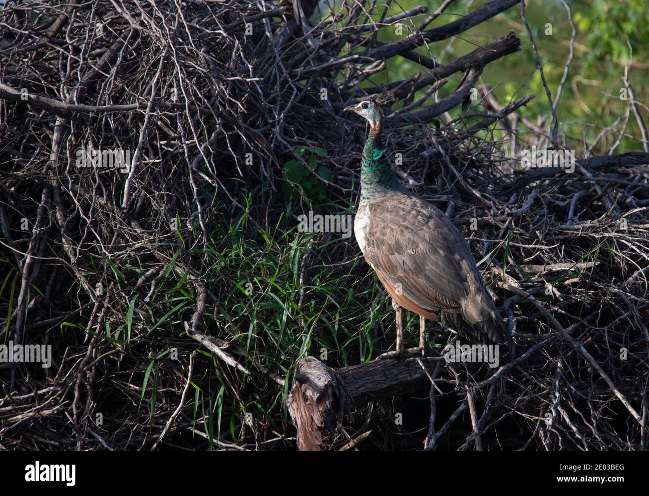 Peacock bird in wild national hi-res stock photography and images - Alamy