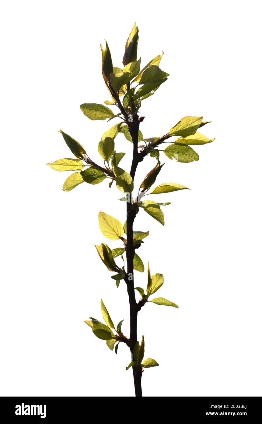 Plant branch green leaves tree Cut Out Stock Images & Pictures - Alamy