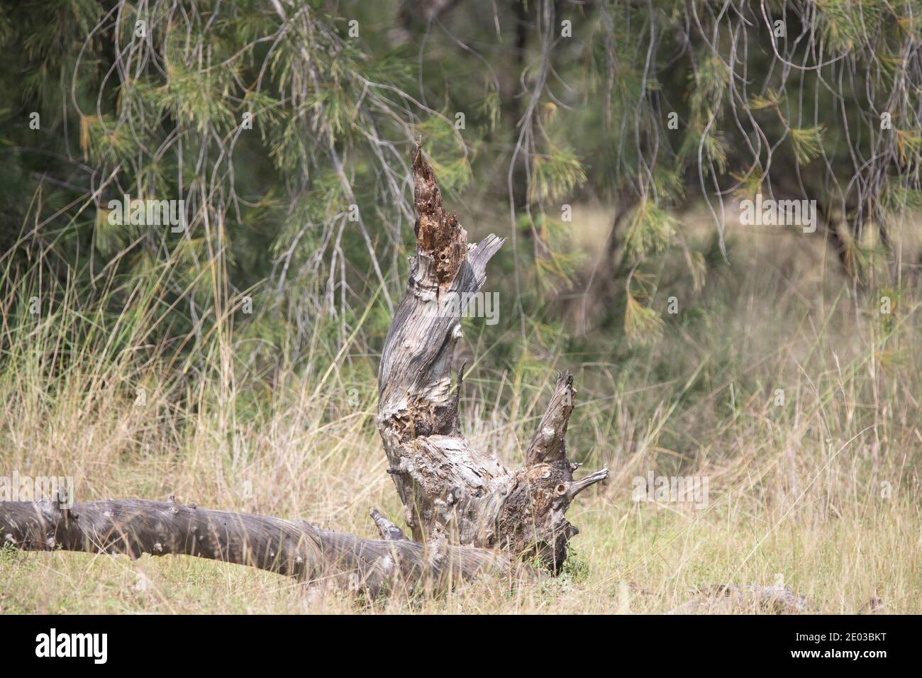 Log in a forest hi-res stock photography and images - Alamy