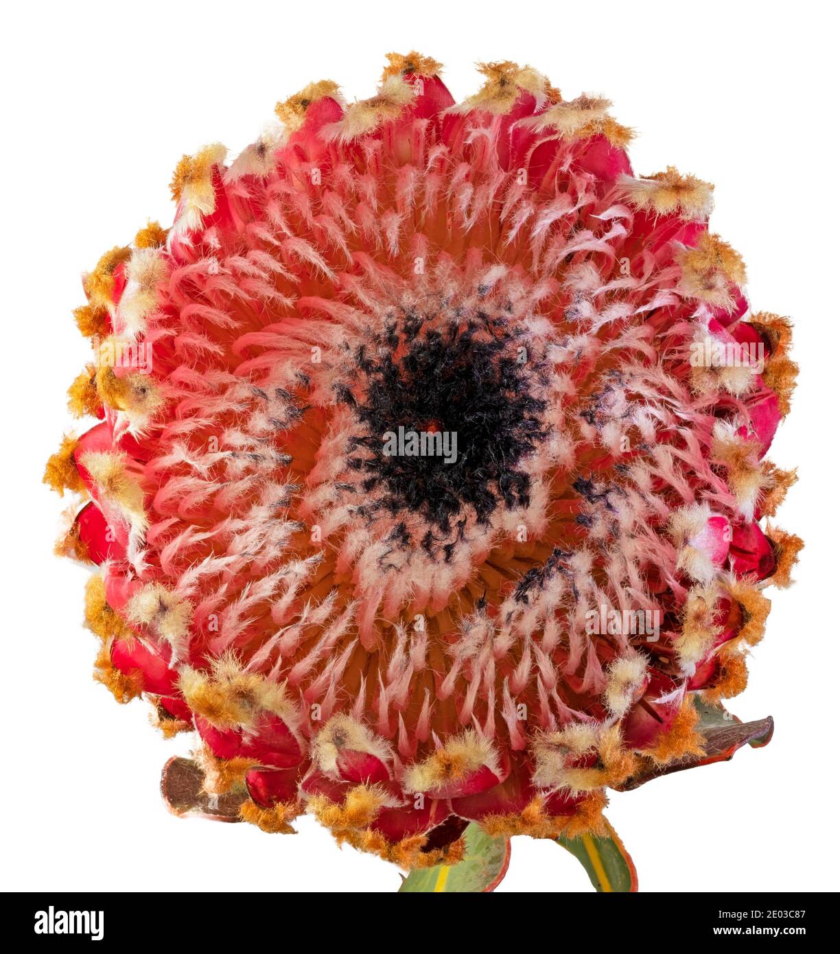 Macro of an isolated king protea (Protea cynaroides) blossom Stock ...