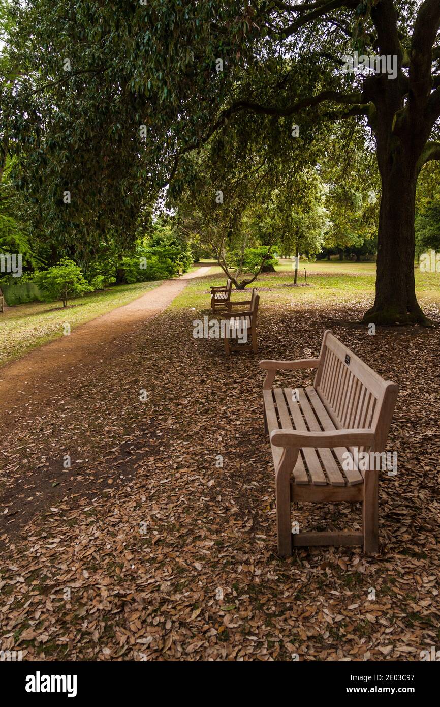 Tree lined paths hi-res stock photography and images - Alamy