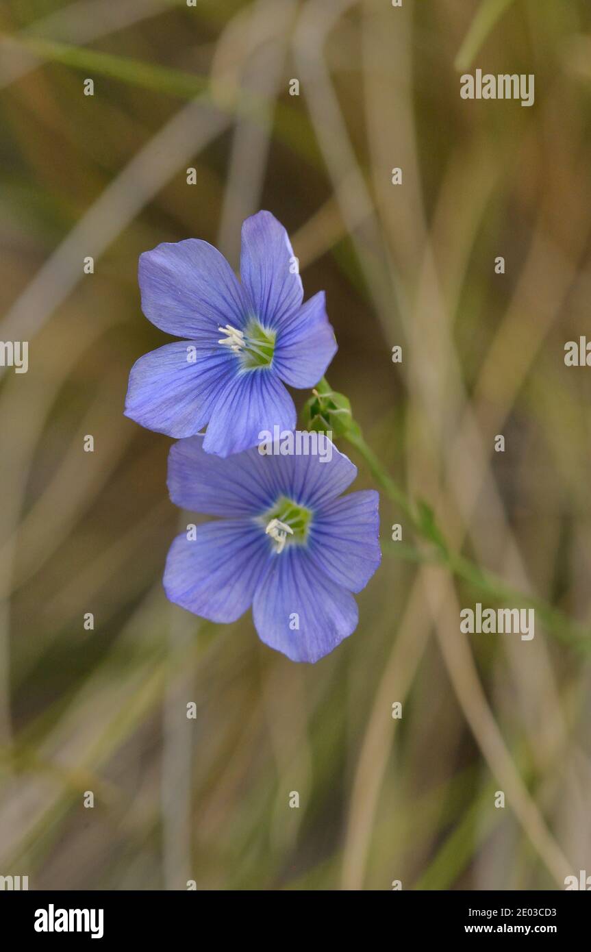 Native Flax Linum marginale Linaceae Photographed in Tasmania ...