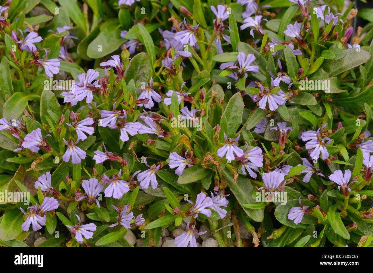 Angled Lobelia Lobelia anceps Campanulaceae Photographed in Tasmania ...