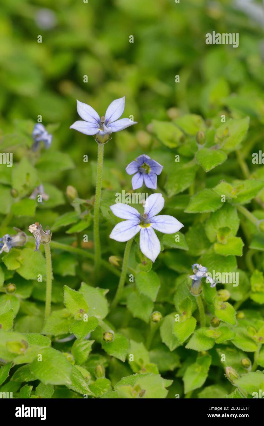 Trailing Pratia Lobelia pedunculata Campanulaceae Photographed in ...
