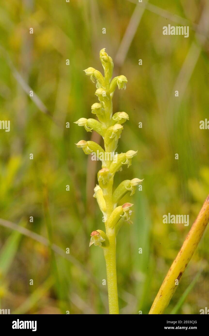 Notched Onion Orchid Microtis arenaria ORCHIDACEAE Photographed in ...