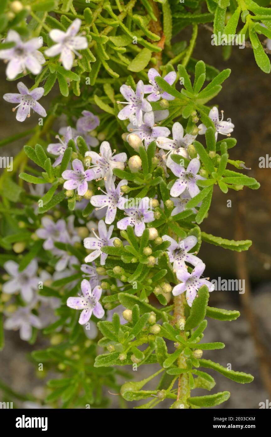 Creeping myoporum hi-res stock photography and images - Alamy