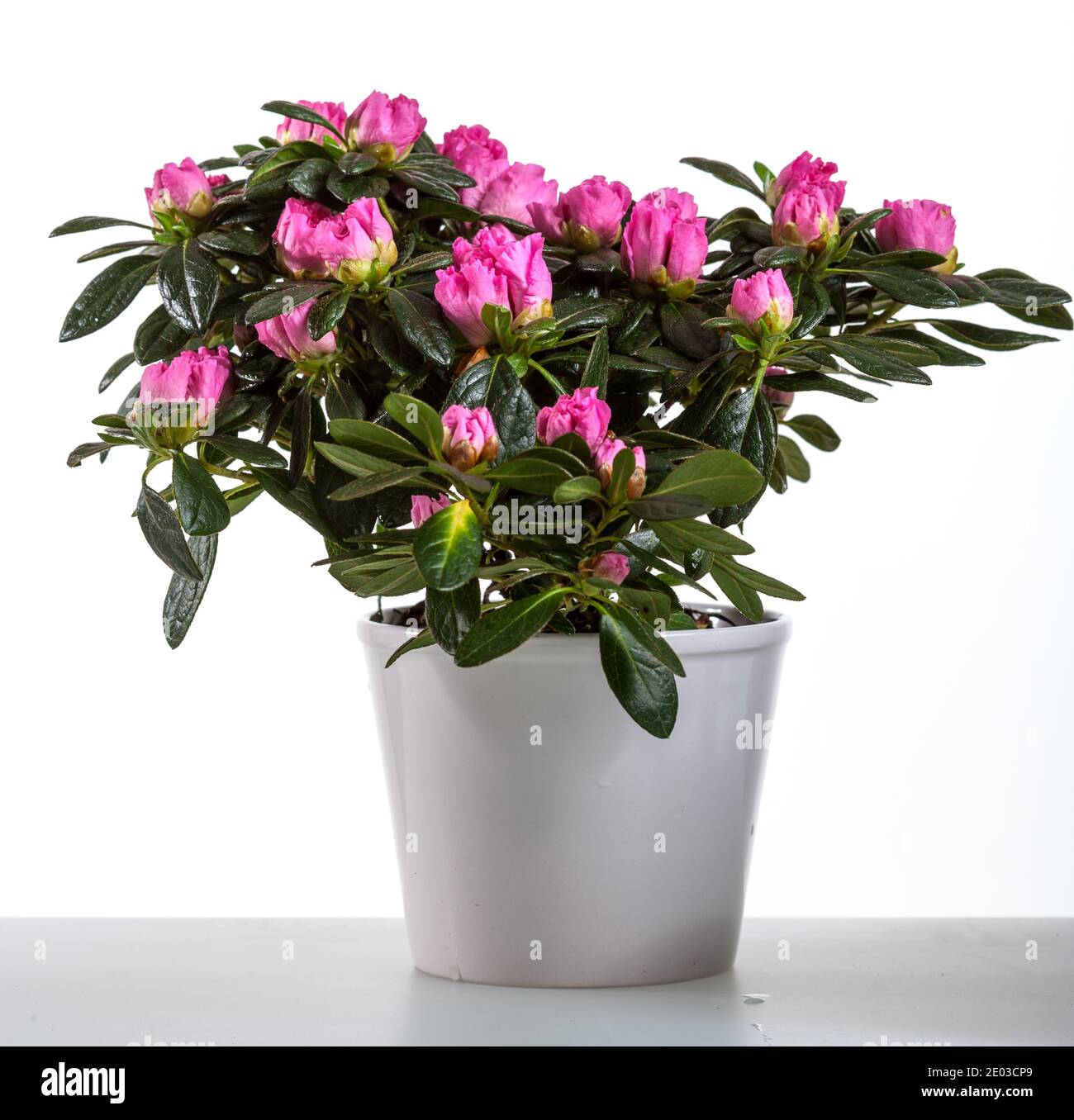 Azalea, Fönsterazalea (Rhododendron simsii Stock Photo - Alamy