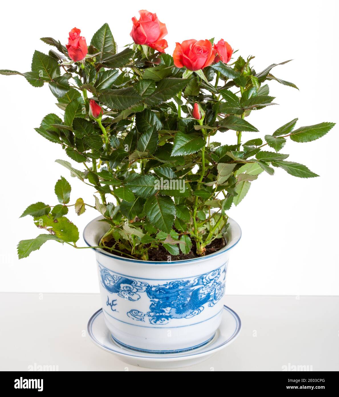 Rosa chinensis hi-res stock photography and images - Alamy